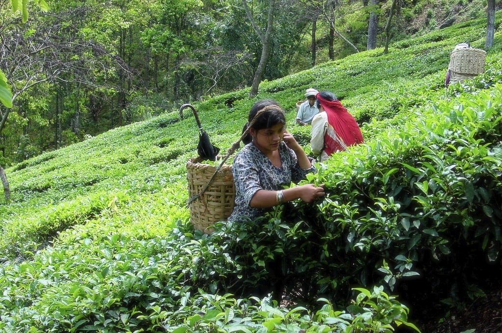 gathering tea - Womens Earth Alliance