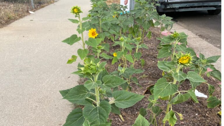 Sunflowers as a Natural Solution to Detoxify Soil and Air in Los ...